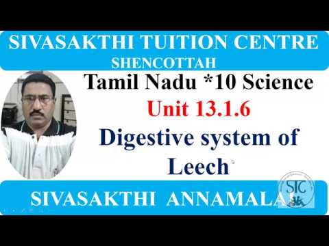 10 Science * Unit 13.1. 6 * Digestive System of Leech - YouTube