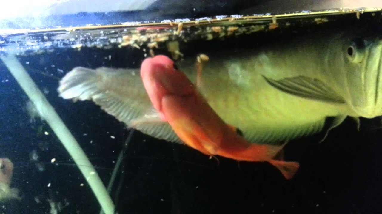 Super red monkey (srm) flowerhorn - YouTube