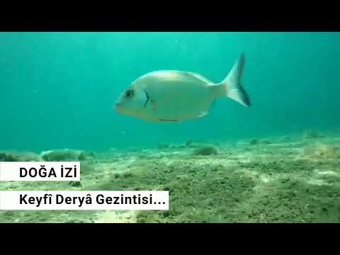 Keyfî Derya Gezintisi - Deniz Altı  Görüntüleri
