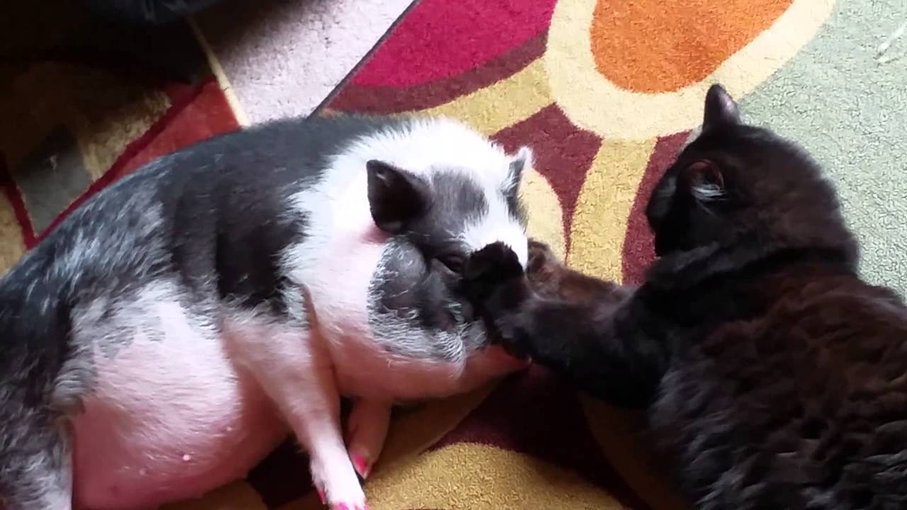 Cat vs Pig - YouTube