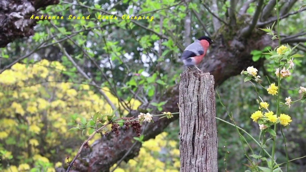 Nature Sound Relaxation Soothing Forest Birds Singing Relaxing Sleep ...