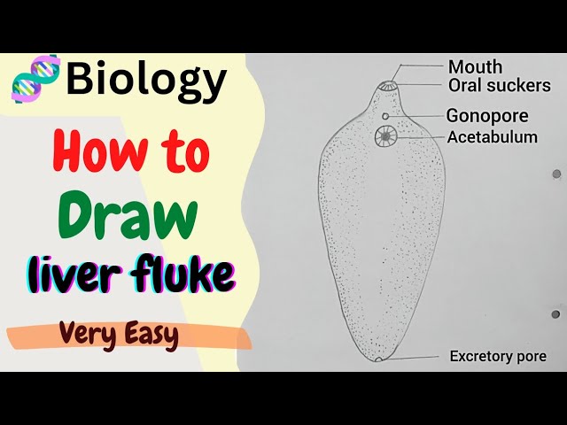 Fluke Diagram