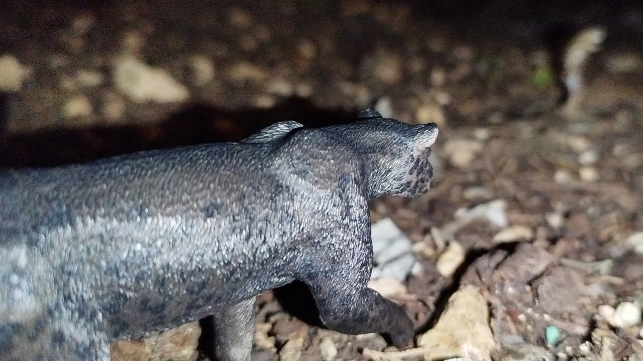 Life Of The Black Leopard 11: Snake Hunt - YouTube