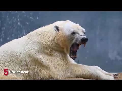 İki Farklı Hayvanın Çiftleşmesi İle Ortaya Çıkan İnanamayacağınız En İlginç 10 Tür