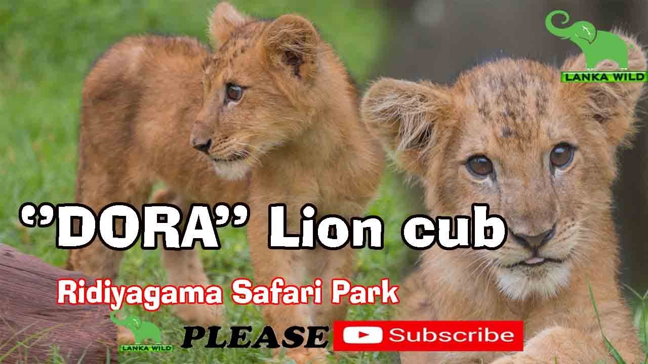 ''Dora' 'Lion cub for public viewing from at Ridiyagama Safari Park ...