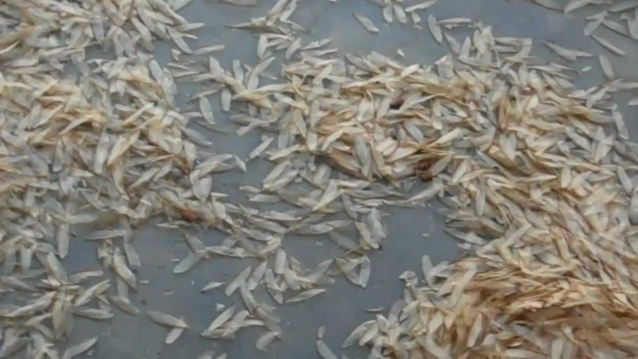 White ants again - YouTube