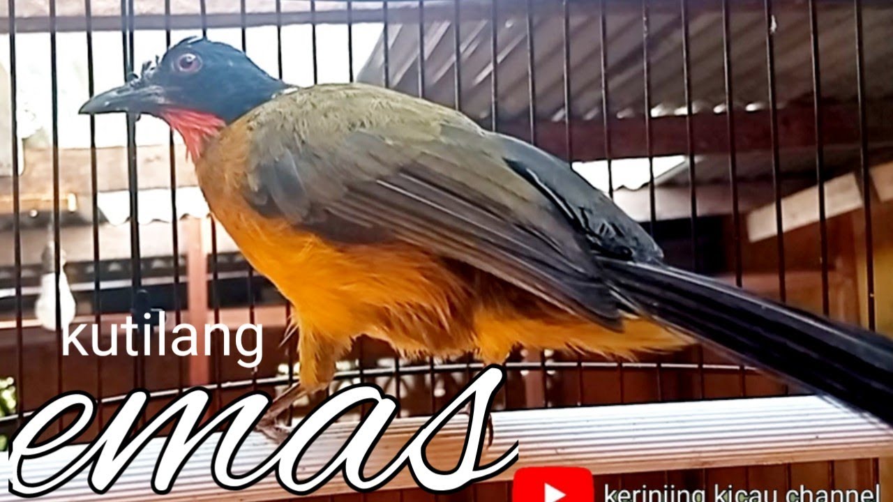 kutilang emas - YouTube