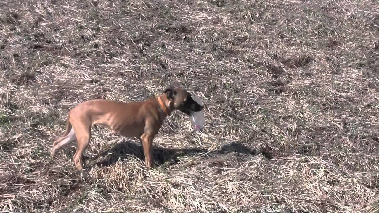 Whippet: Joy of a bottle - YouTube