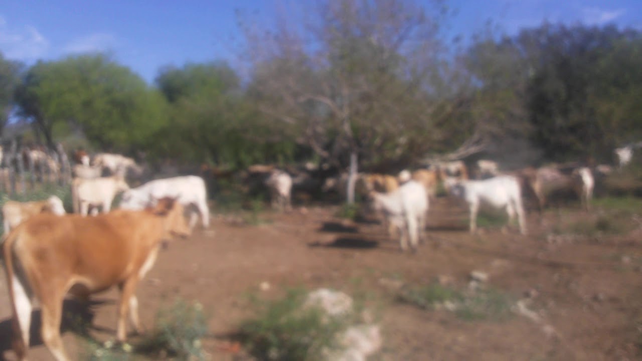 Rancho El Chilicote Choix Sin Mx - YouTube