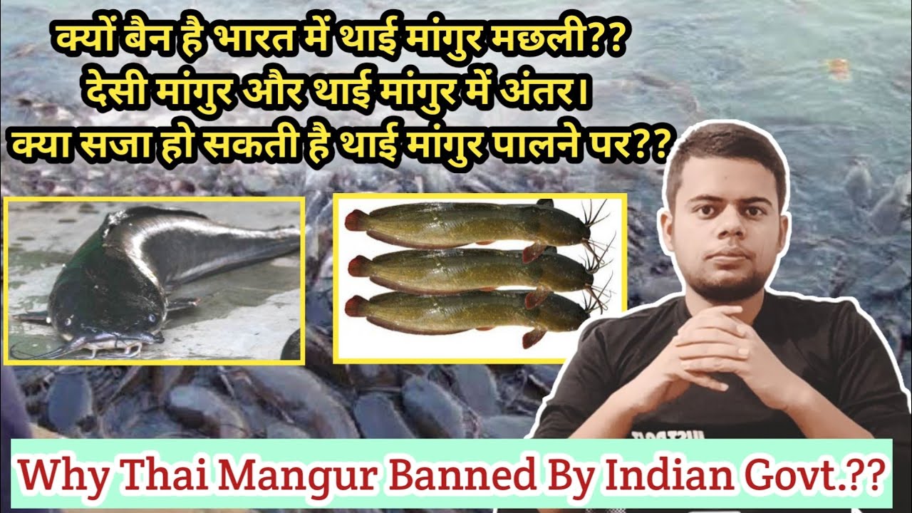 थाई मांगुर क्यों है बैन?||Thai Mangur Banned||Incredible Fisheries ...