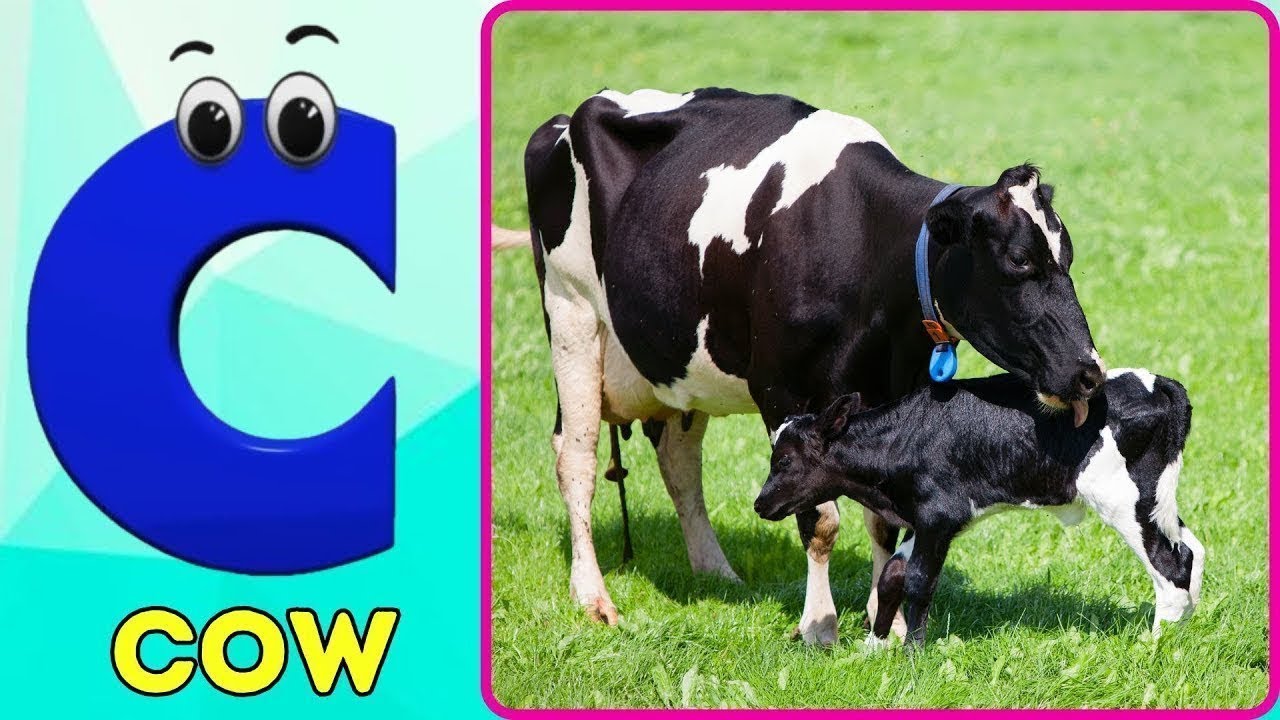 Alphabet Animals Song | Learn the ABC Alphabet Animals Song for Kids ...