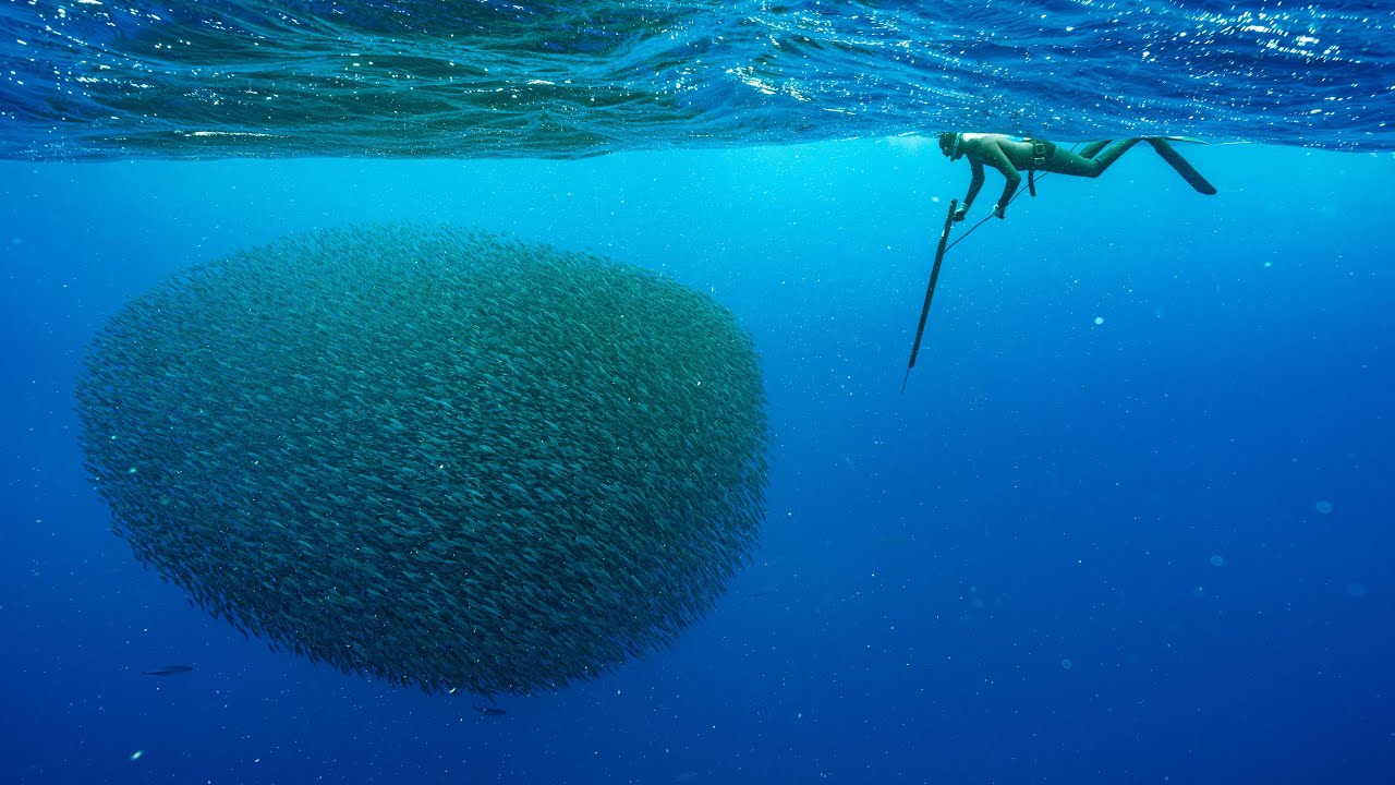 24H Spearfishing Mission! Bait balls with Big Eye Tuna, CRAZY ...