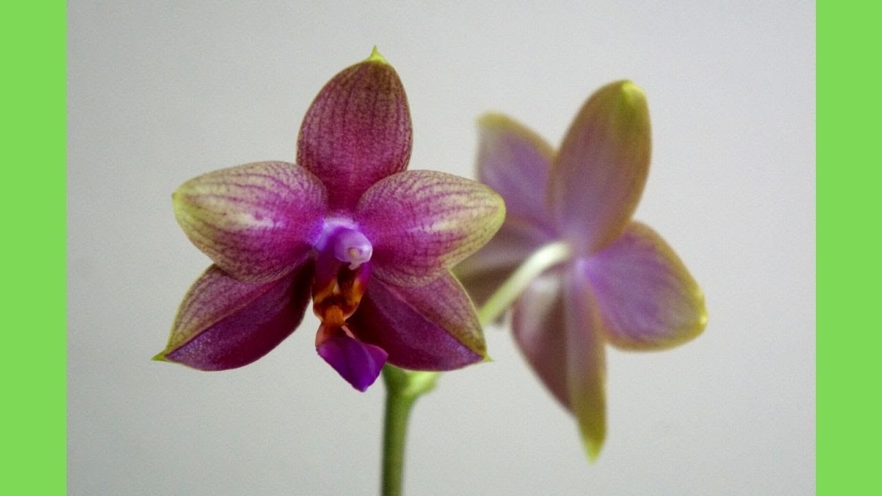 Worth the hype? Rare. Hard to Find. Orchid Phalaenopsis Sweet Memory 'M ...