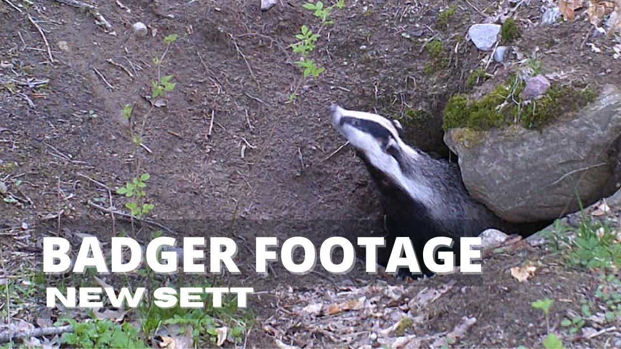BADGER RAW FOOTAGE || TRAIL CAMERA FOOTAGE || NEW SETT - YouTube