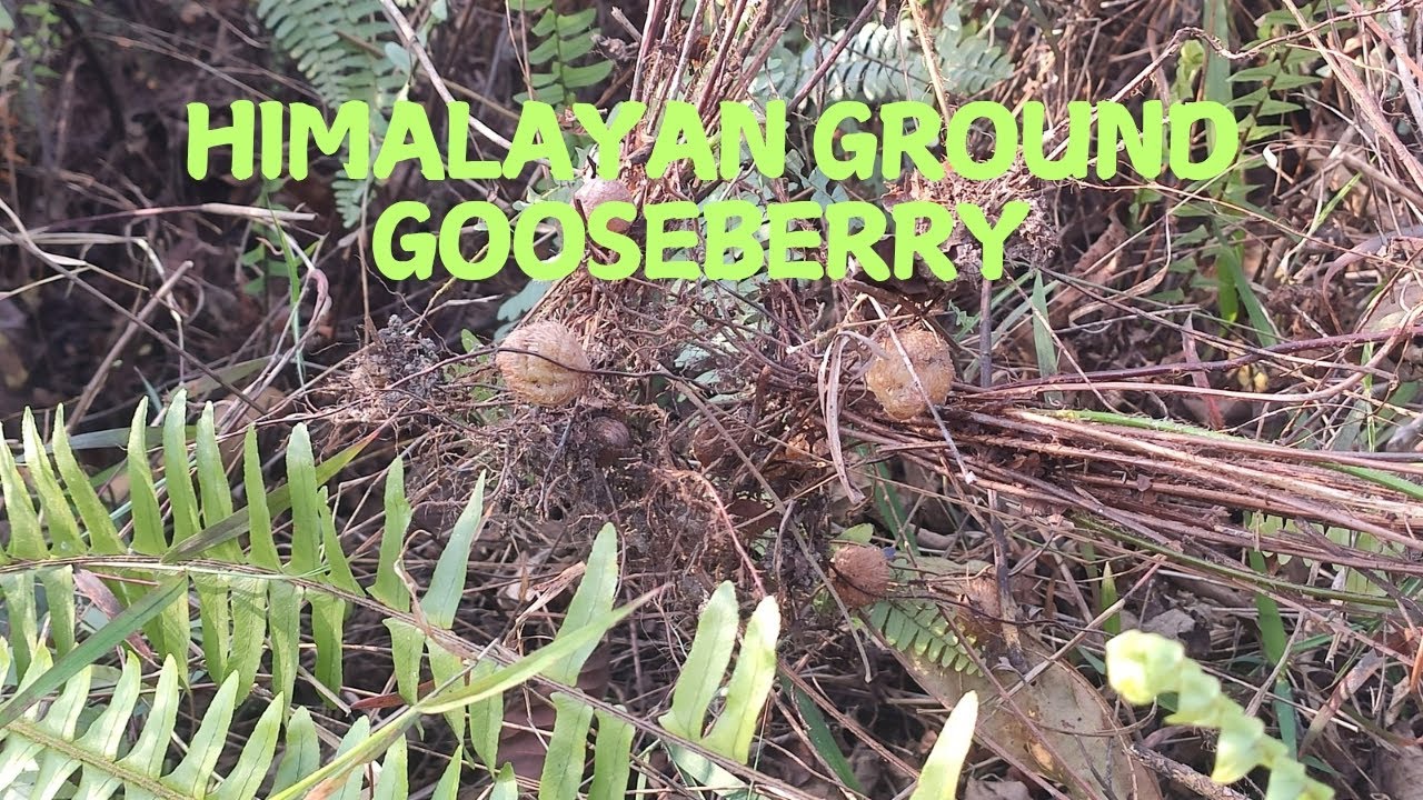 Himalayan ground gooseberry (Nephrolepsis cordifolia) a medicinal plant ...