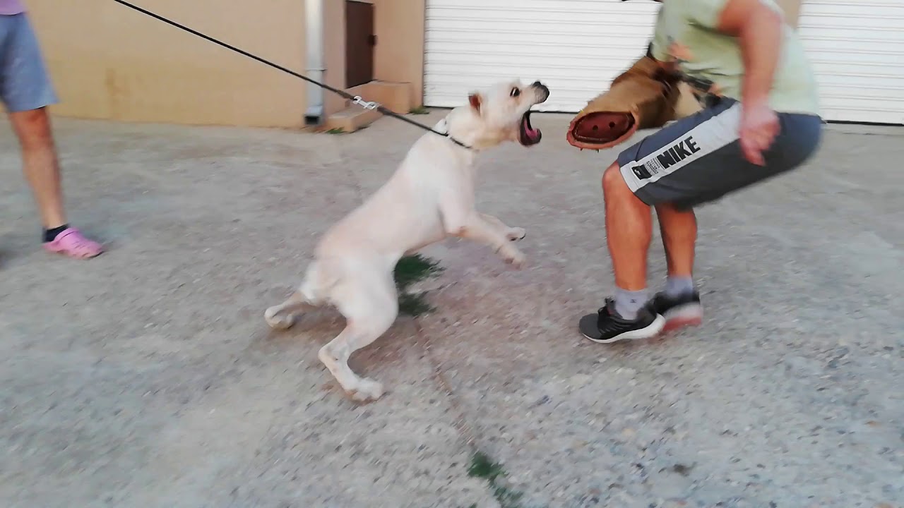 Cane Corso attack - YouTube
