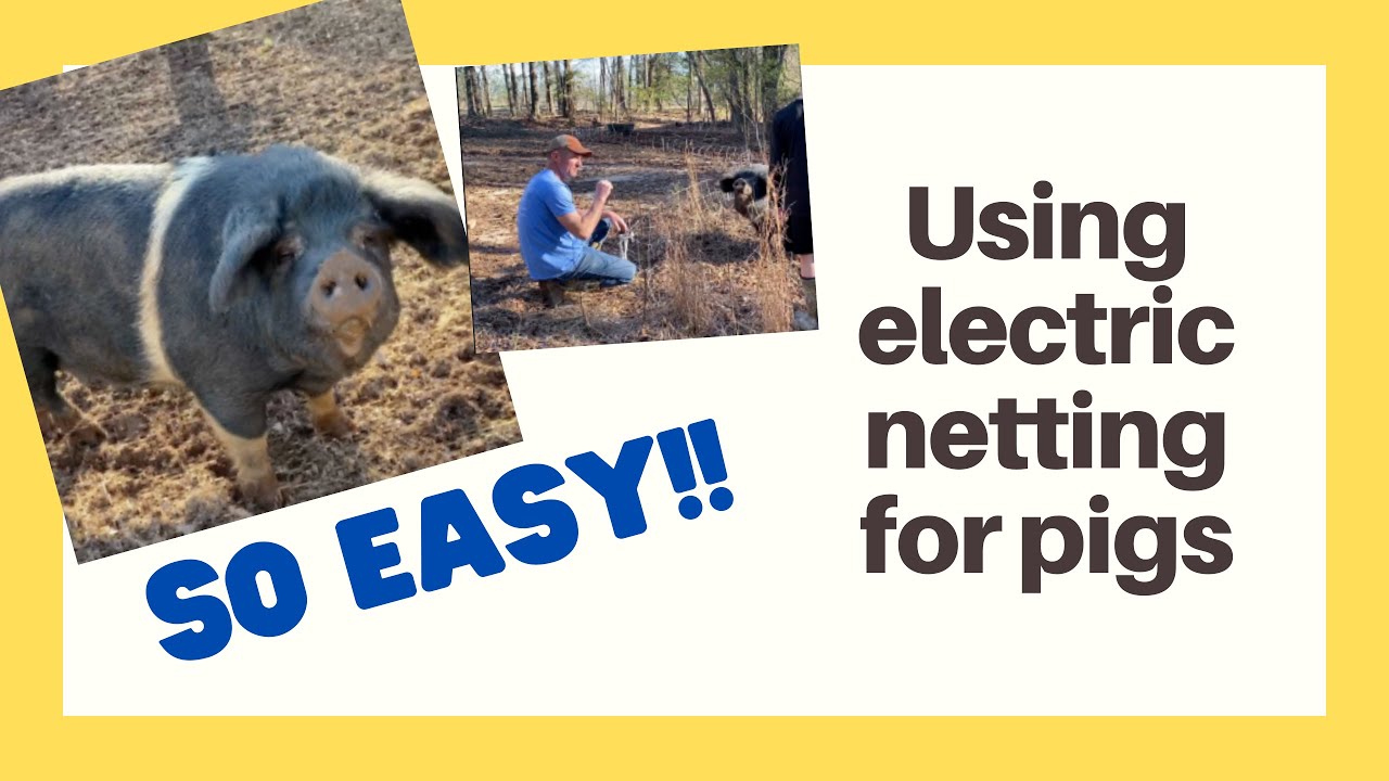 Electric Netting for Pigs - YouTube