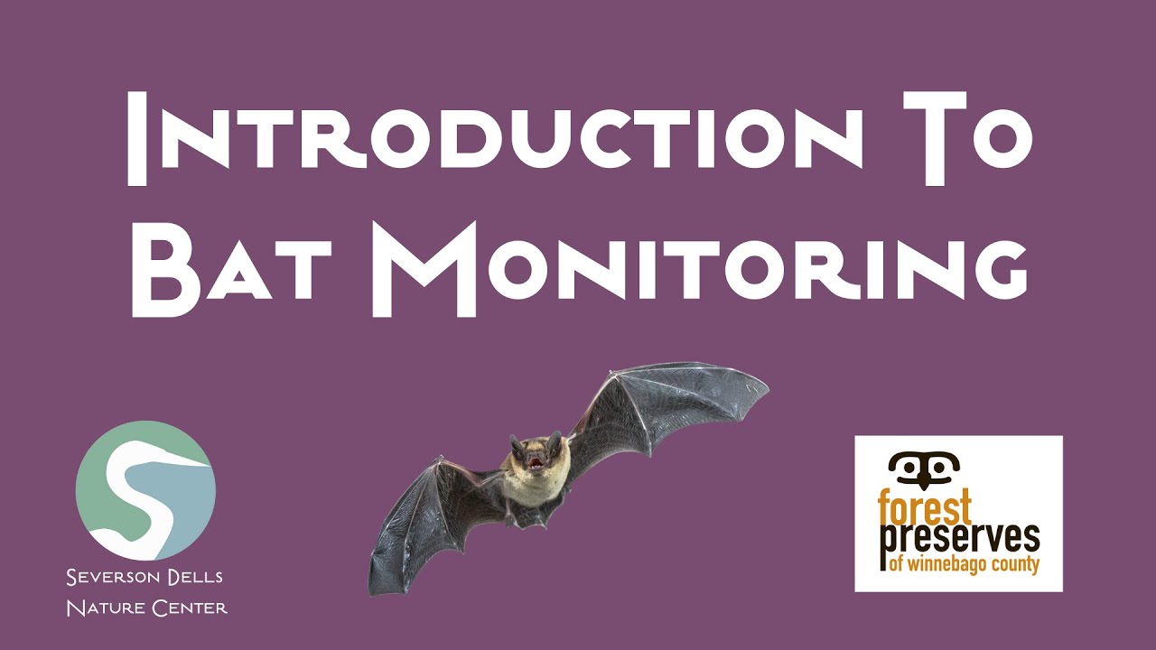 Bat Monitoring Introduction - YouTube