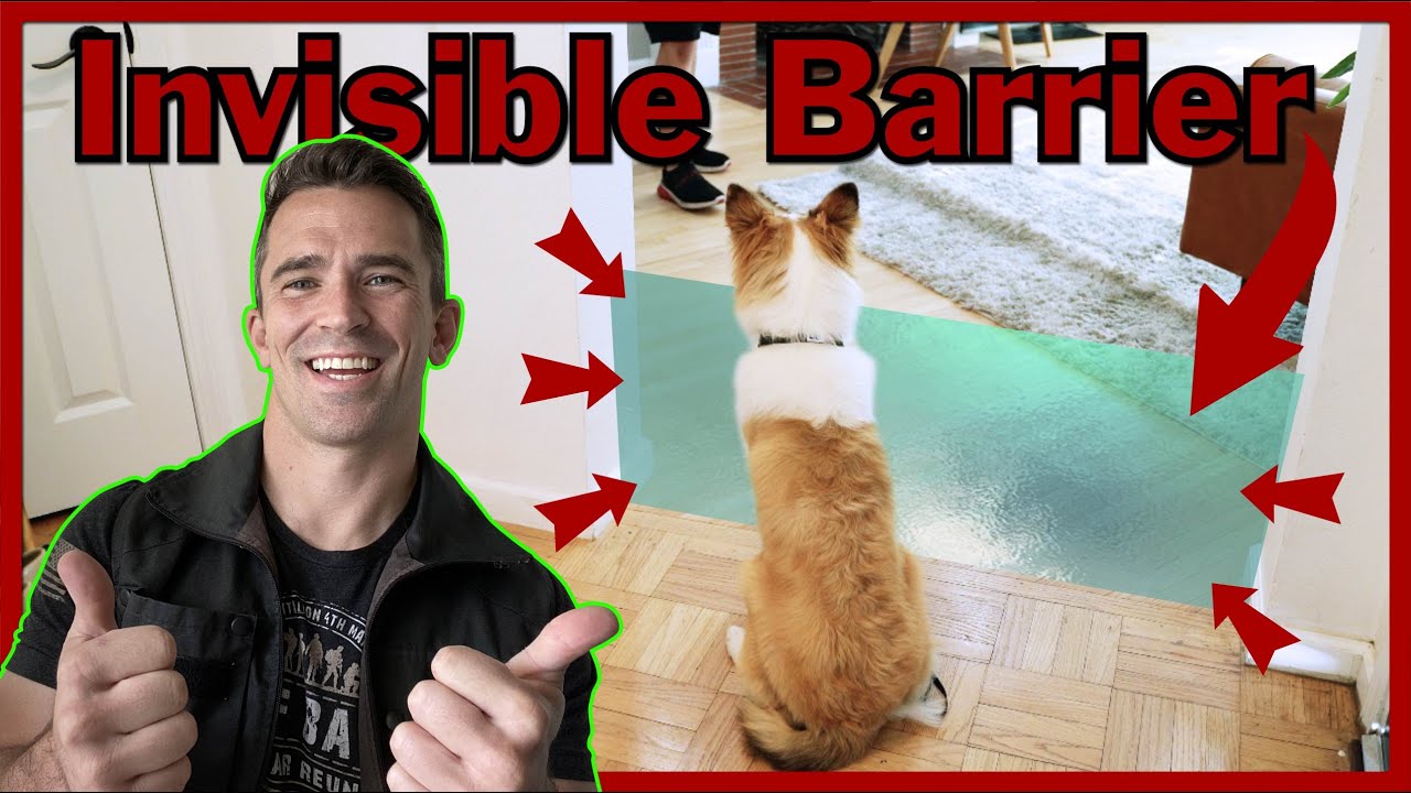 Easily and Quickly Teach Your Dog boundaries. The Invisible Barrier ...