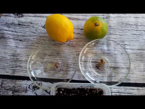 Limon Çekirdeği Çimlendirme & Mandalina Çekirdeği Çimlendirme