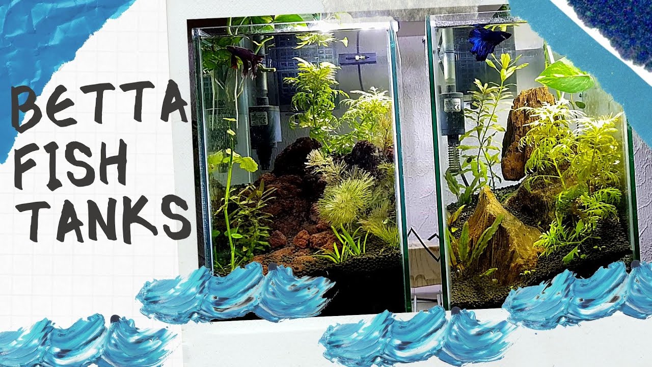 Two Betta fish tanks in one day - YouTube