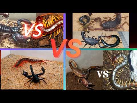 Scorpion vs Centipede – A Deadly Fight for Survival! #insectbattle #insects #animalfight #animals