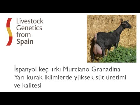 İspanyol keçi ırkı Murciano Granadina. Yarı kurak iklimlerde yüksek süt üretimi ve kalitesi