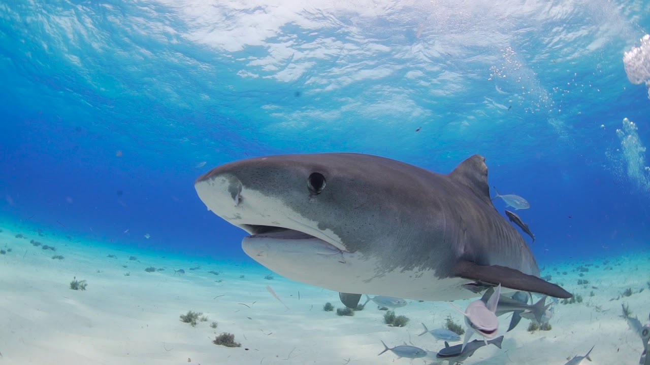 NEIT to Tiger Beach - YouTube