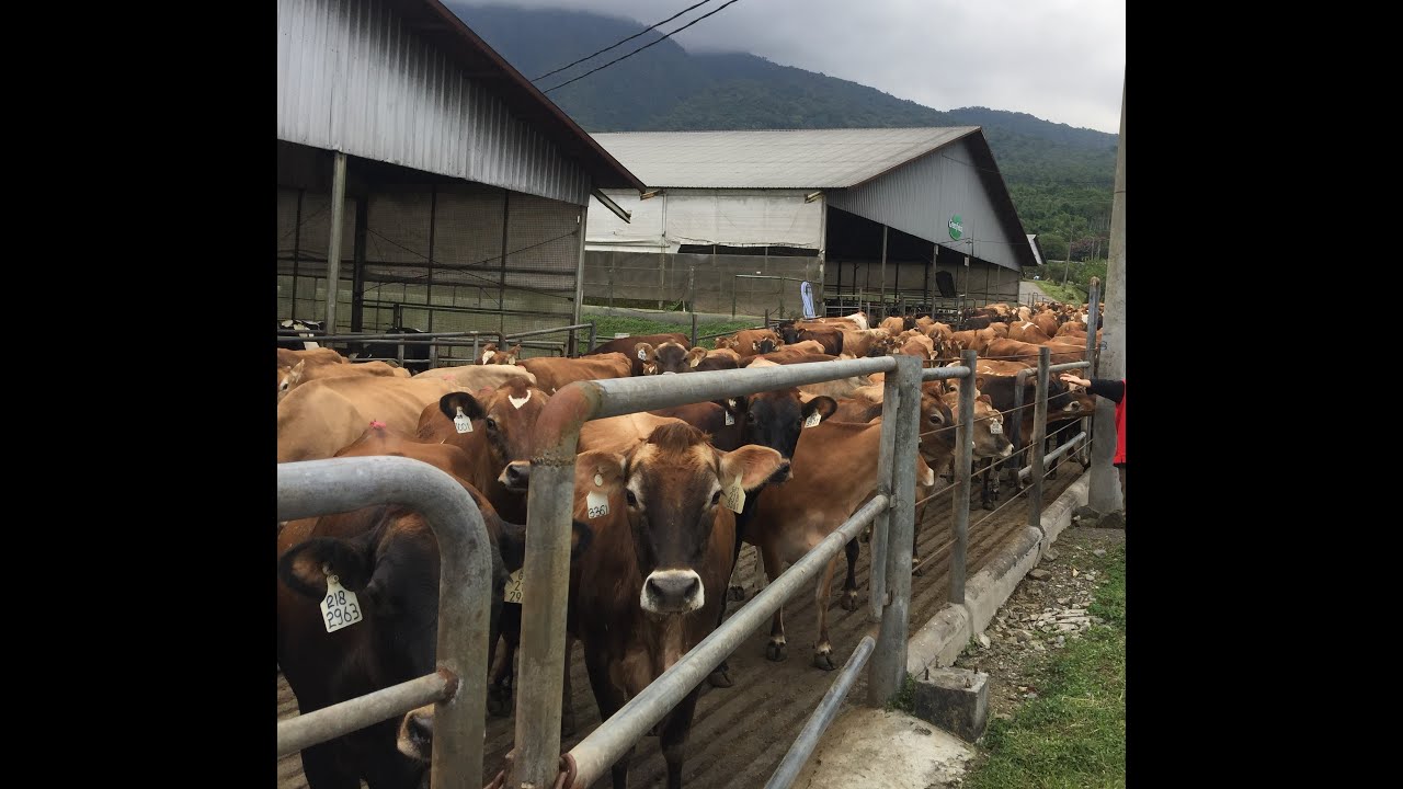 Main Ke Peternakan Sapi Perah Terbesar Di Indonesia "Greenfields Malang ...