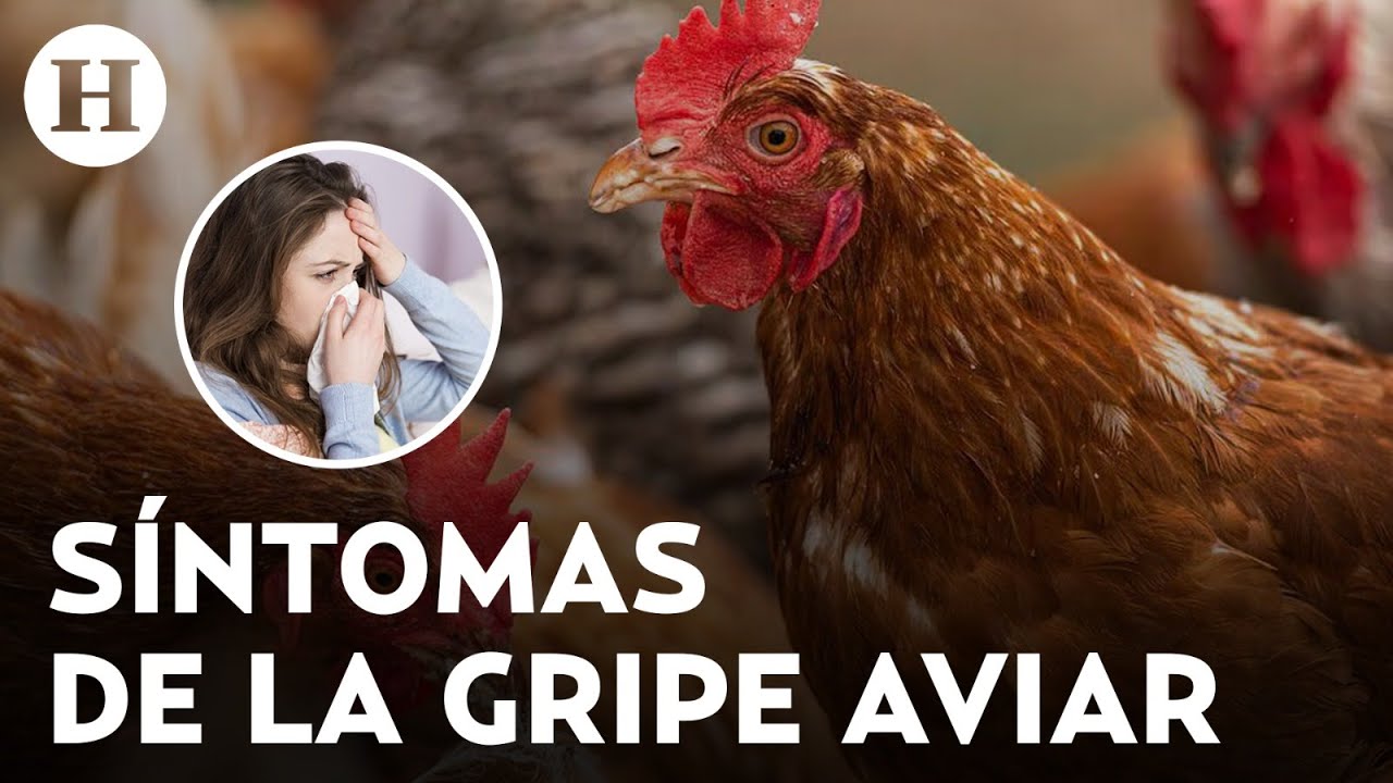 Gripe aviar H5N2 causó una muerte en México ¿Cuáles son los síntomas de ...