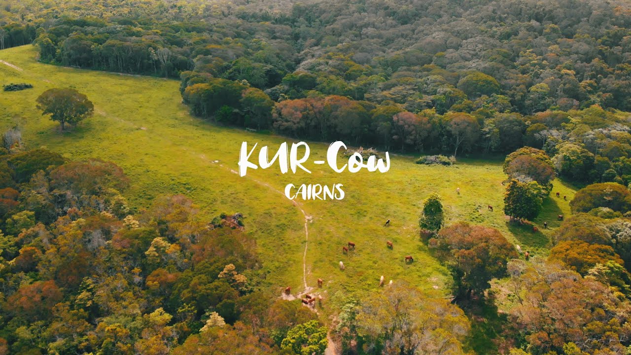 1 MINUTE TRAVEL VIDEO - Cairns Kur Cow - YouTube