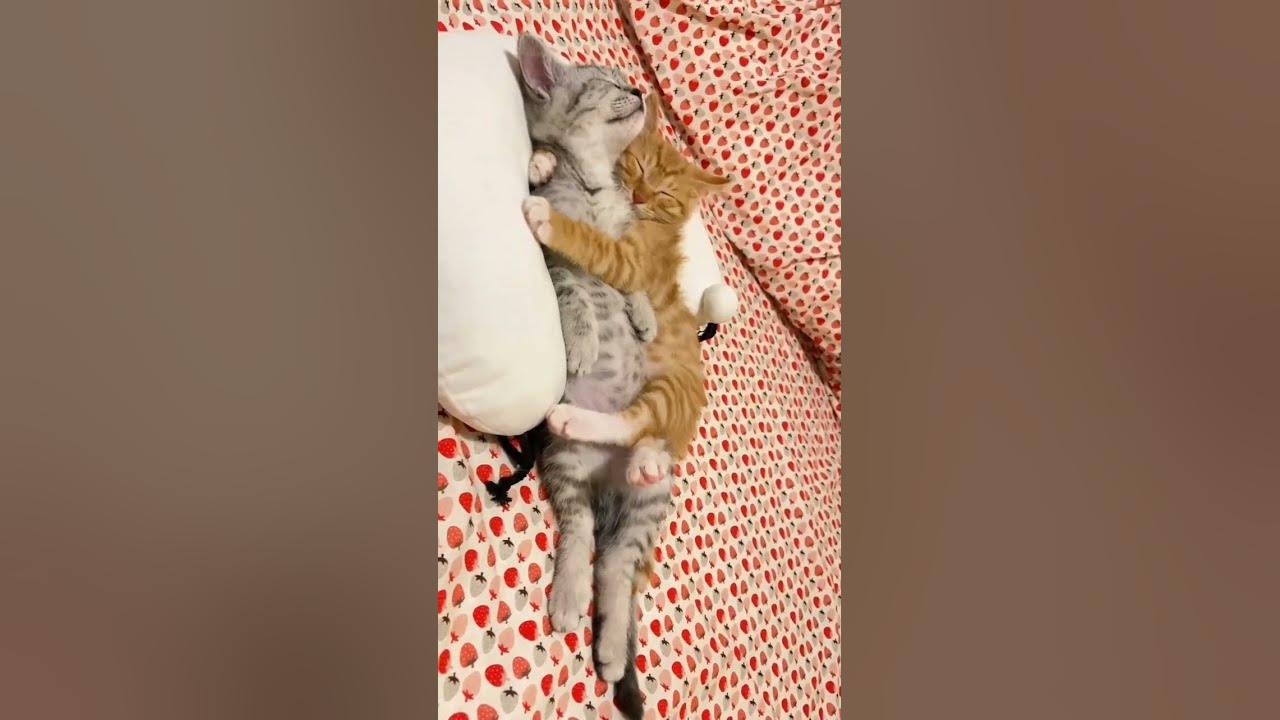 Couple Deep Love ️ Love Shayari Tinyjoy E5k Youtube