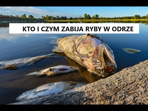 Kto i czym zabija ryby w Odrze. Nowe tropy. Arian układa puzzle - YouTube