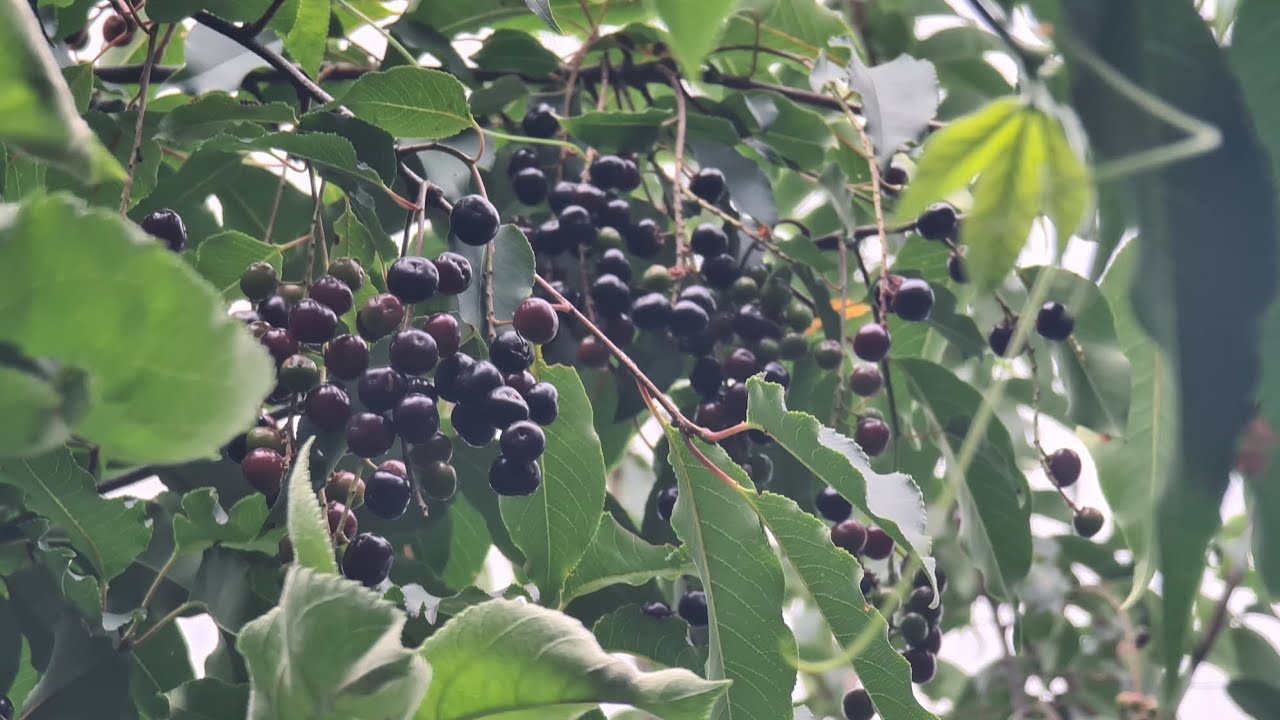 #Árbol de #Capulines así la temporada de #fruta #regional en la #sierra ...