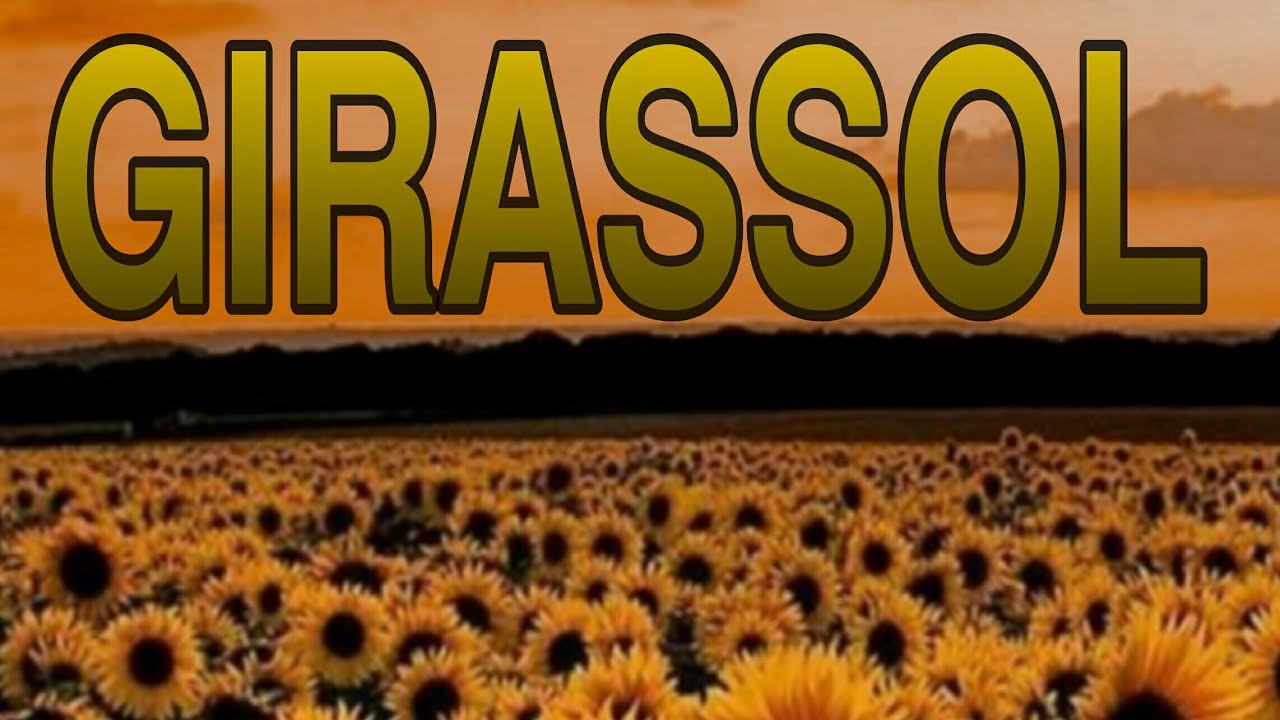 Girassol—Priscilla Alcântara (Feat.Whindersson Nunes) Letra - YouTube