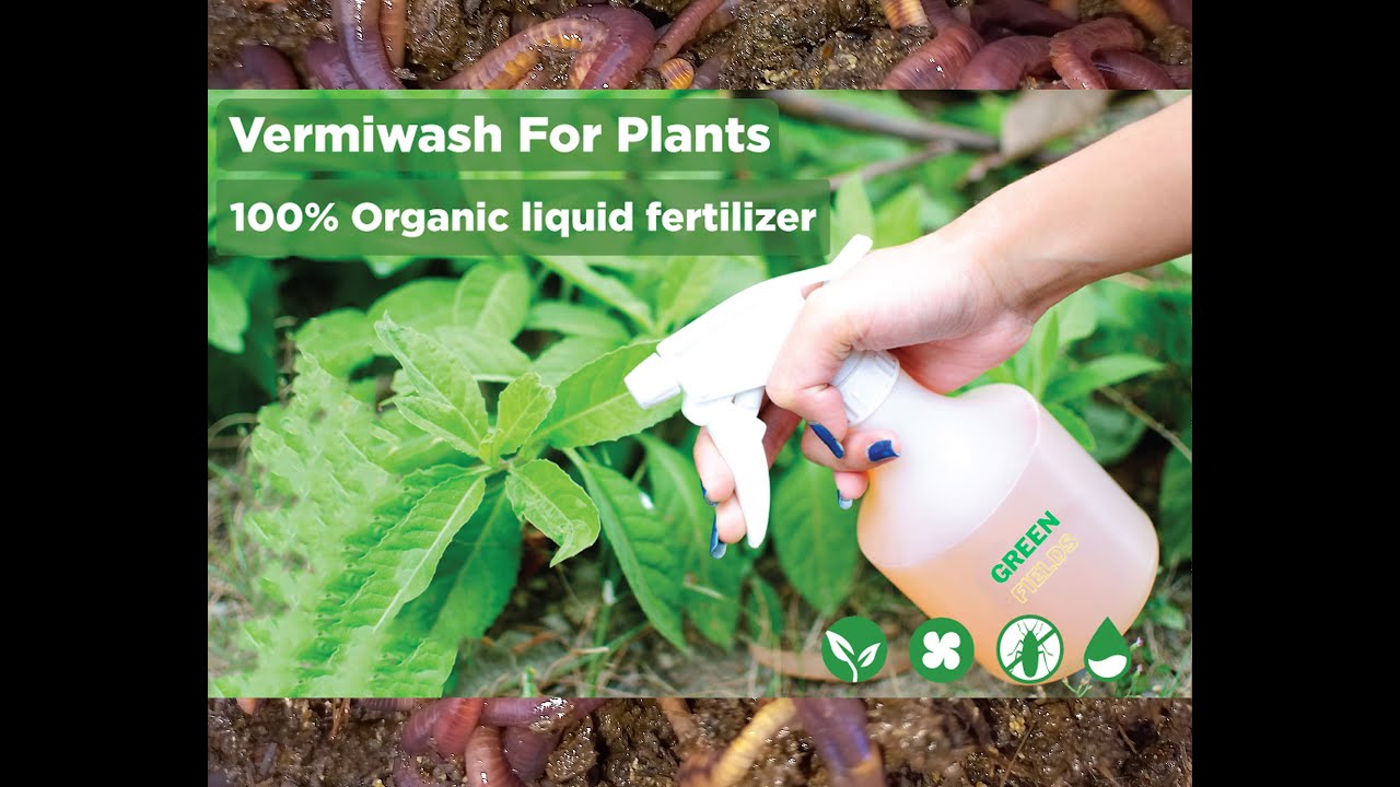 How to Spray Vermiwash To Any Plants / Organic Farming / Green Fields ...