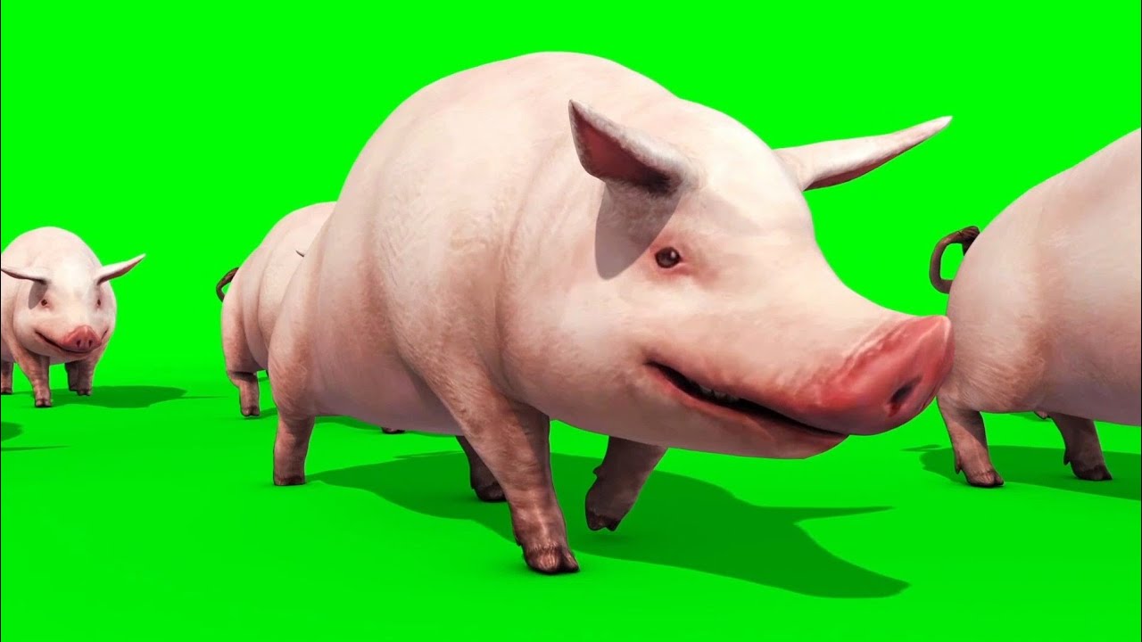 Green screen pig video - YouTube