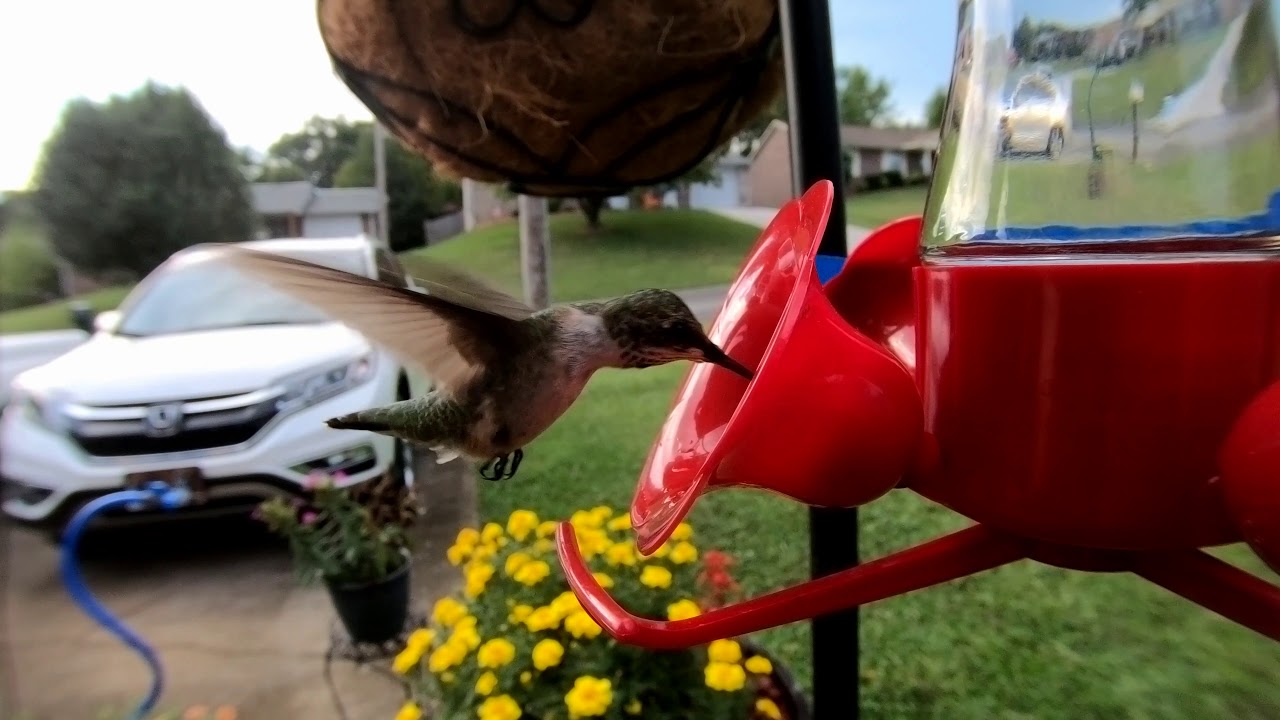 Hummingbirds using Macro lens on my Gopro - YouTube