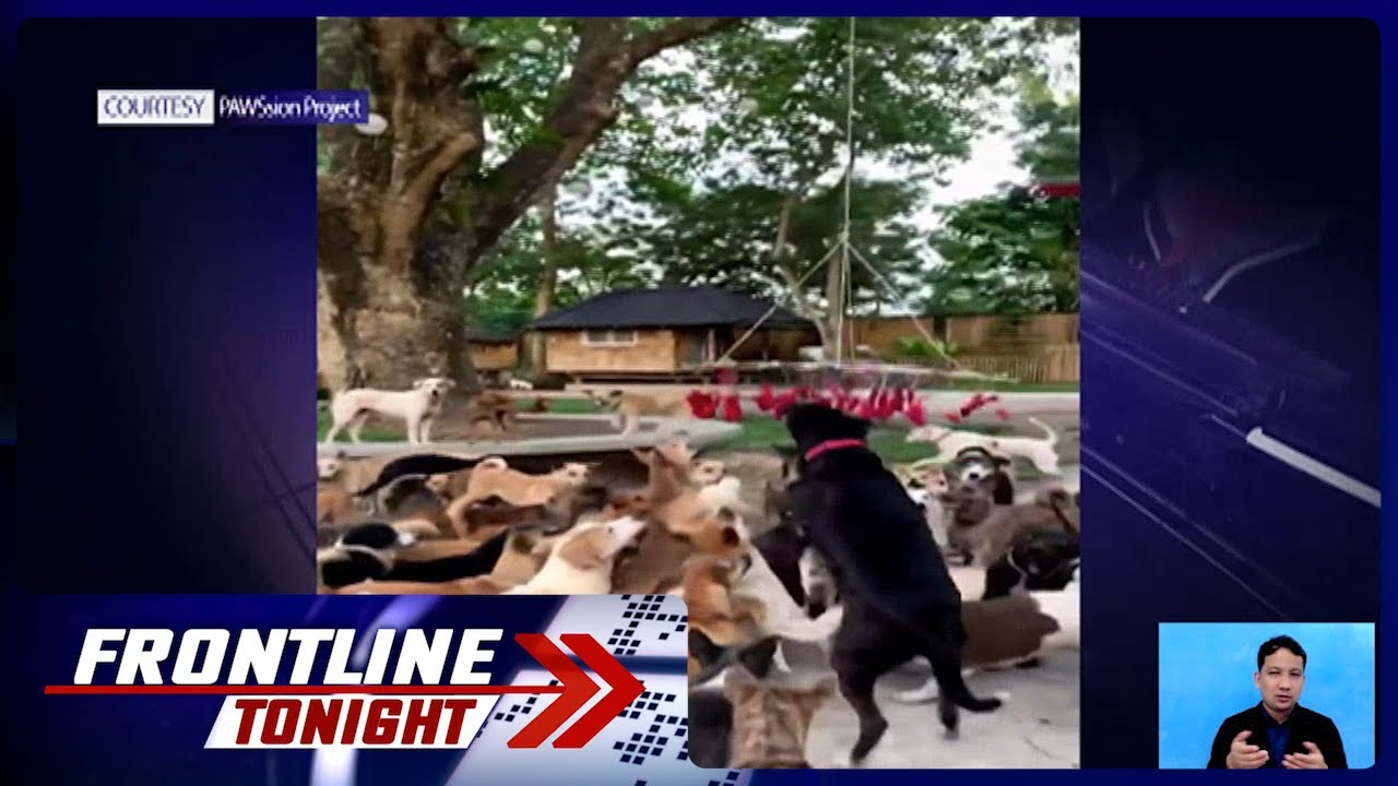 Rescued dogs, naglaro ng pabitin ng mga hotdog | Frontline Tonight ...