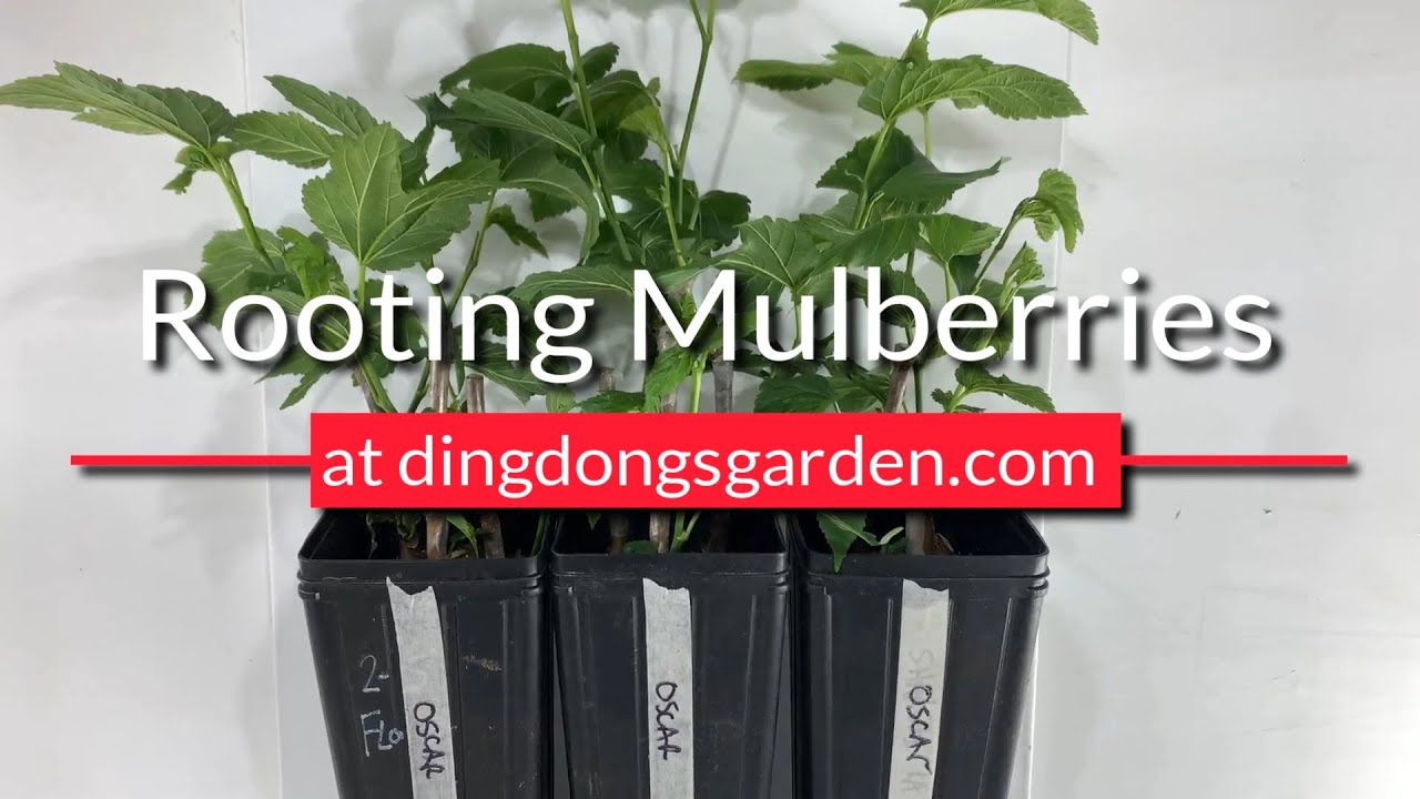 Propagating Oscar Mulberry - 8 Weeks After Planting Cuttings - YouTube