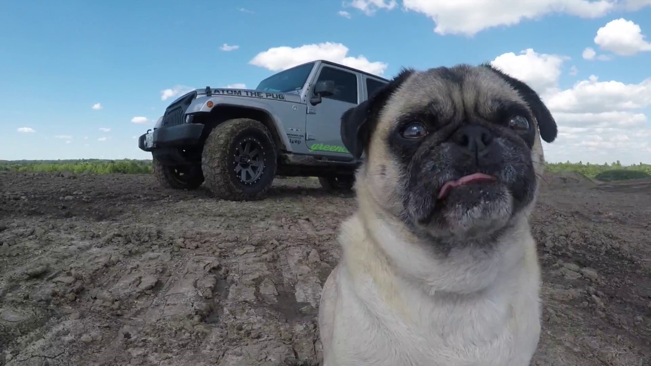 PUG Flies GoPro Karma - YouTube
