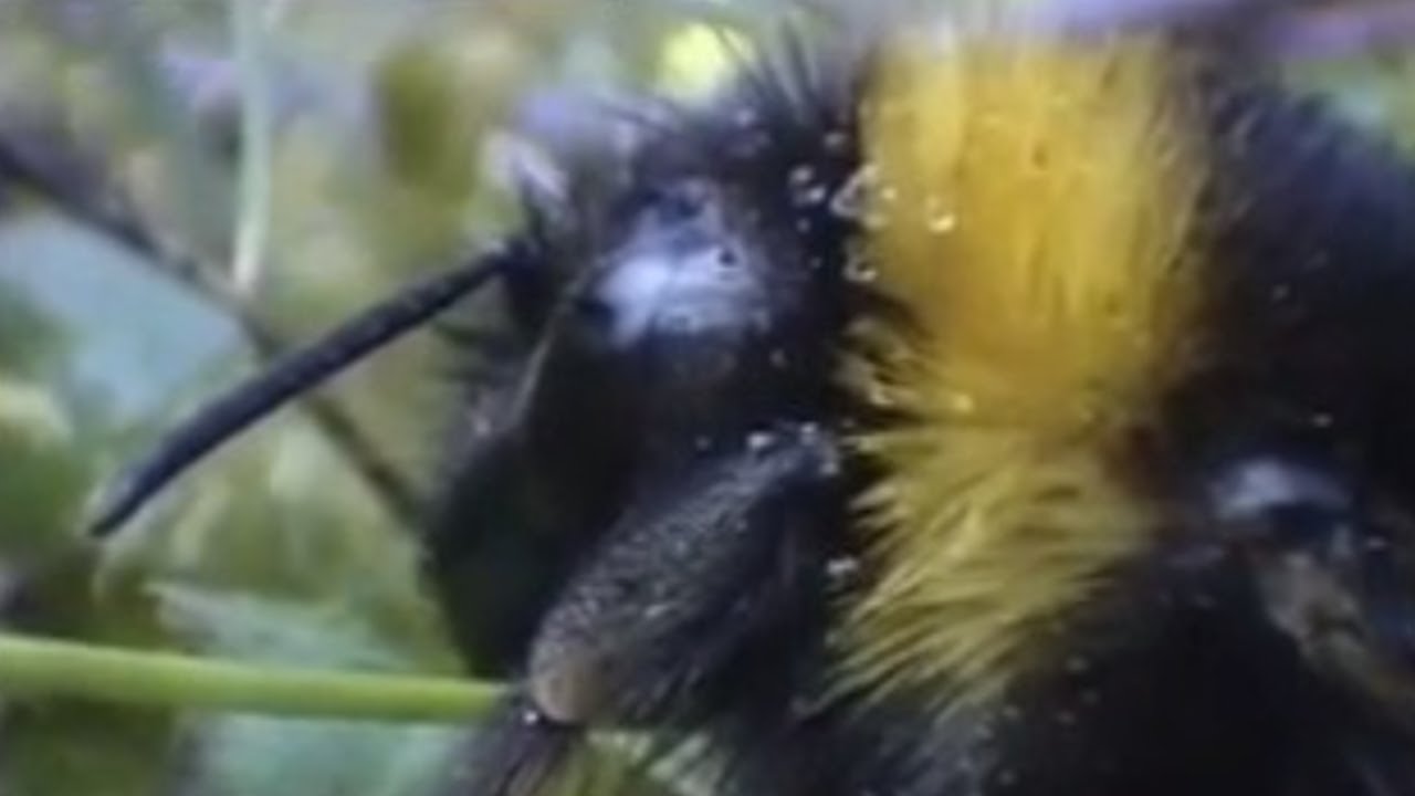 Clever Queen Bumble Bees | Sir David Attenborough's Life in the ...
