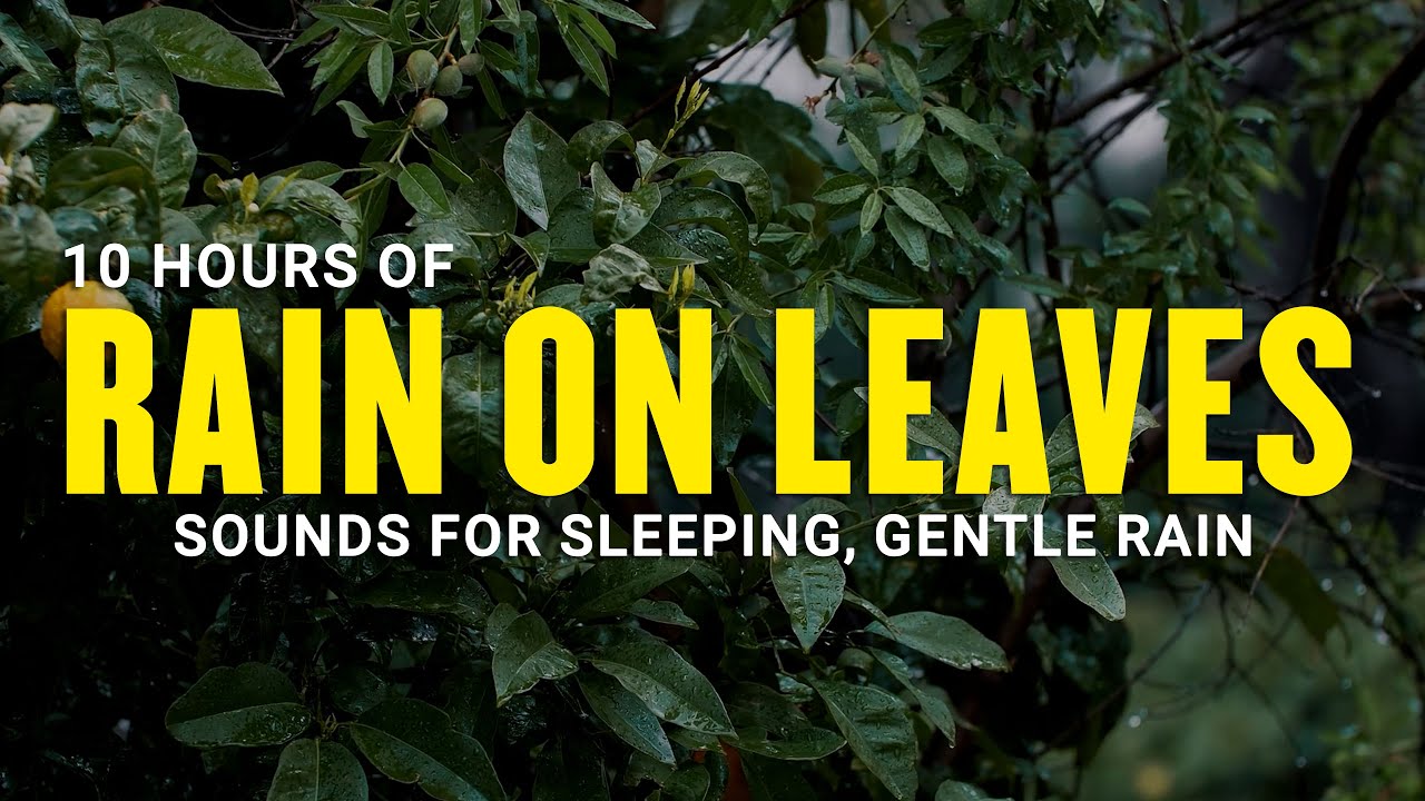 10 Hours of Rain on Leaves Sounds for Sleeping, Gentle Rain Sounds to ...