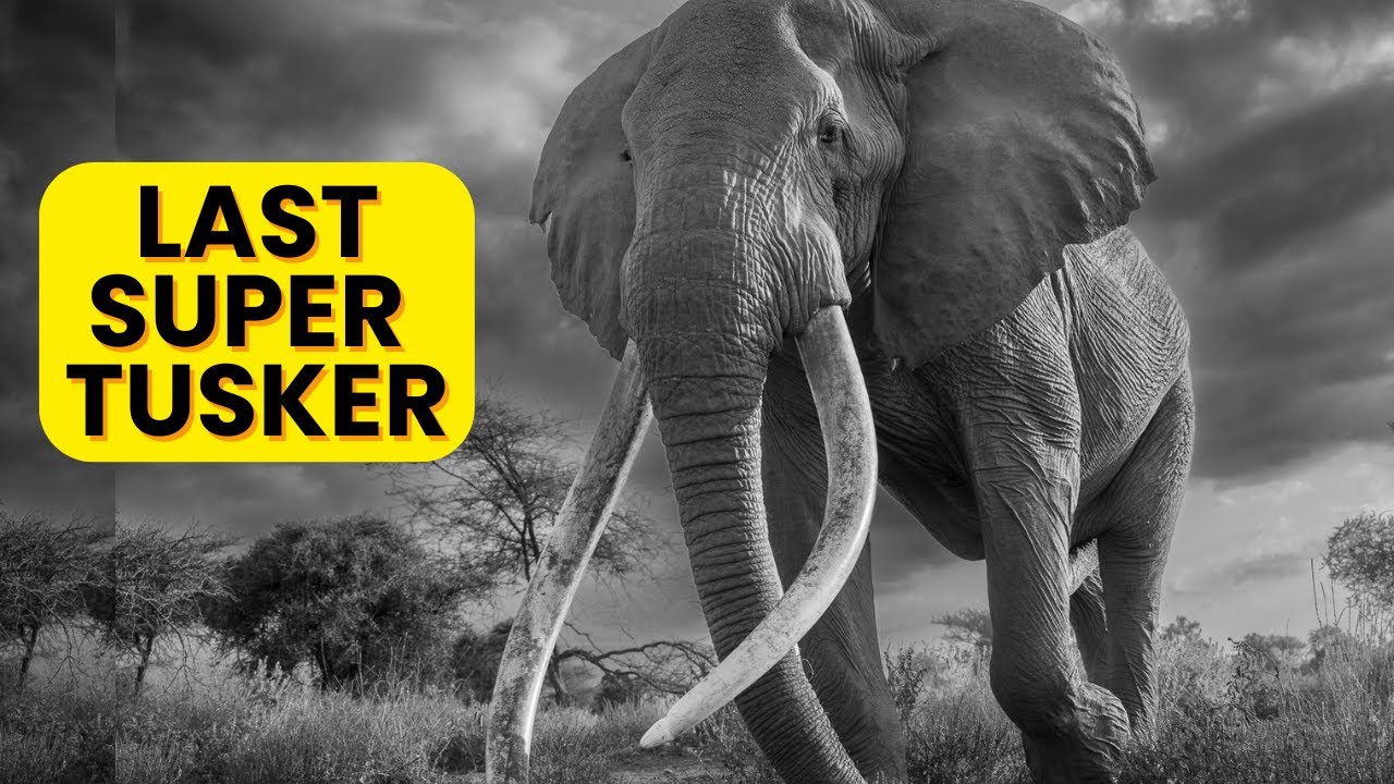 Kenya Super Tusker Elephant Craig (Ambient) - Amboseli National Park ...