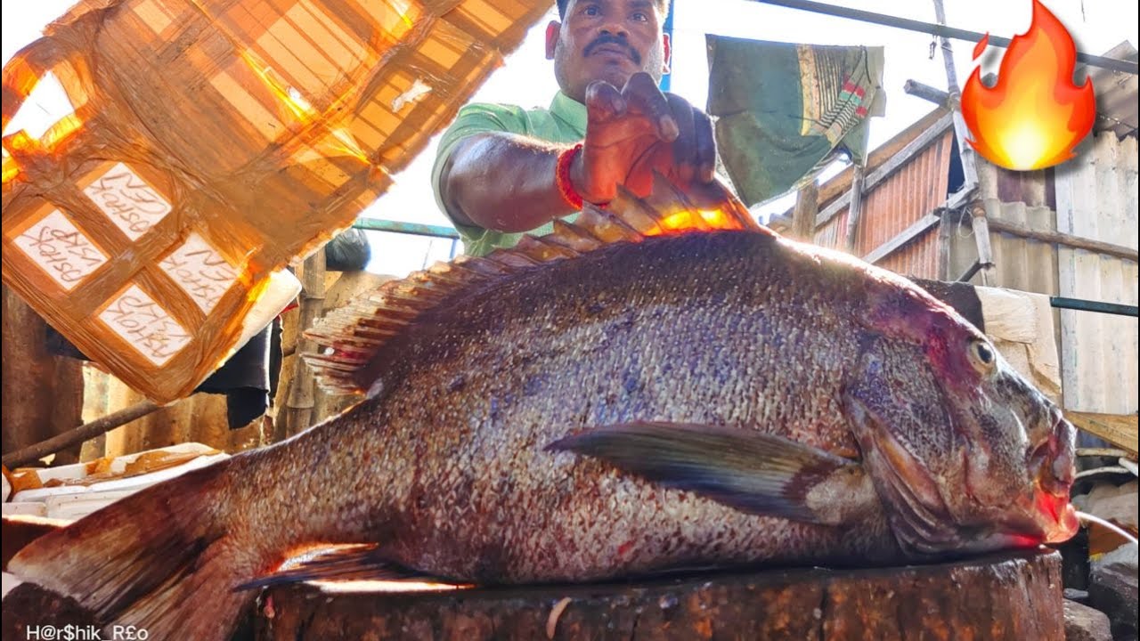 BIG KORALI FISH CUTTING💥| KASIMEDU SELVAM FISH CUTTING | FULL HD | CKFC ...