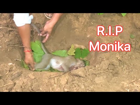 R.I.P 🥺😭Monika monkey l Please share this sad grief - YouTube