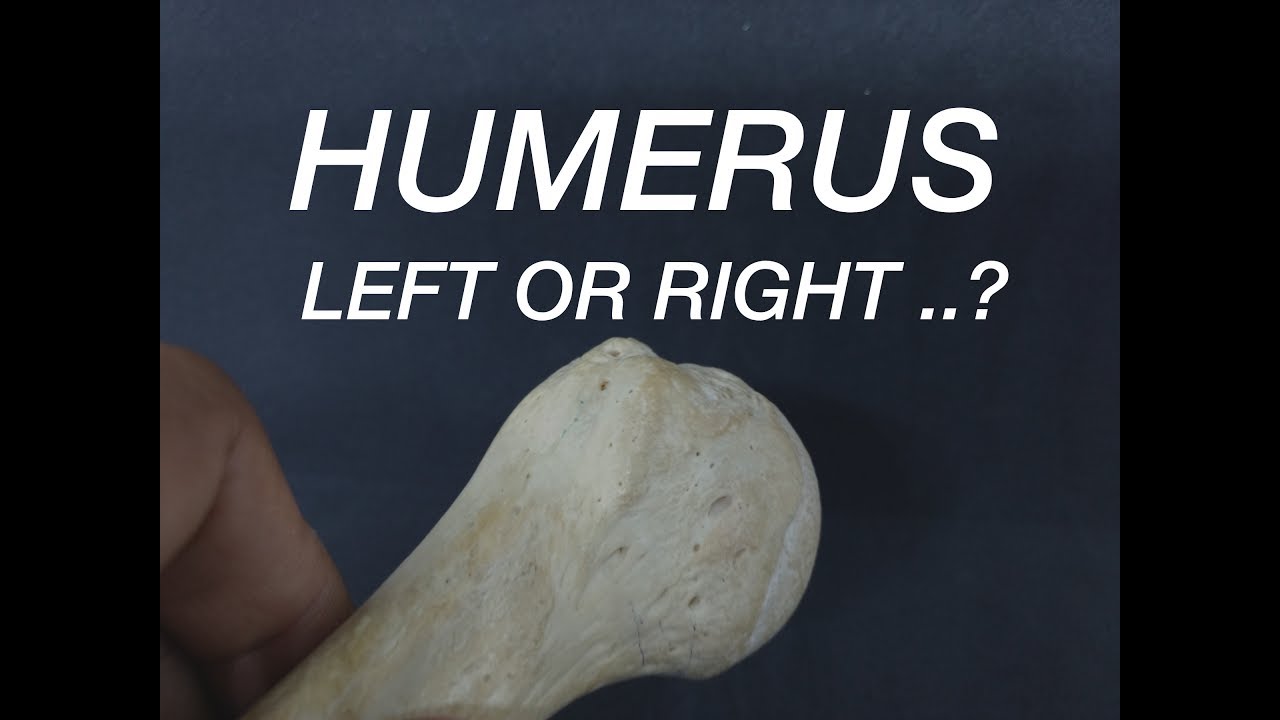 HUMERUS - SIDE DETERMINATION - YouTube