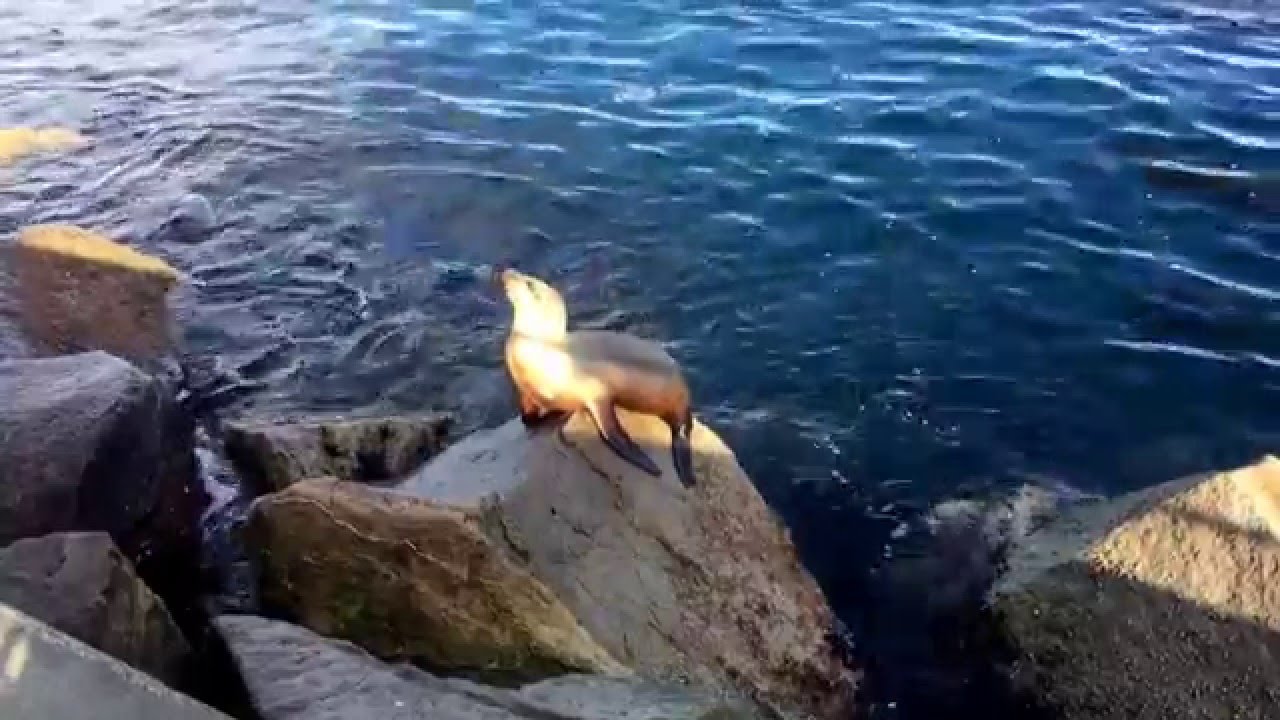Seals at Monterey Bay - YouTube