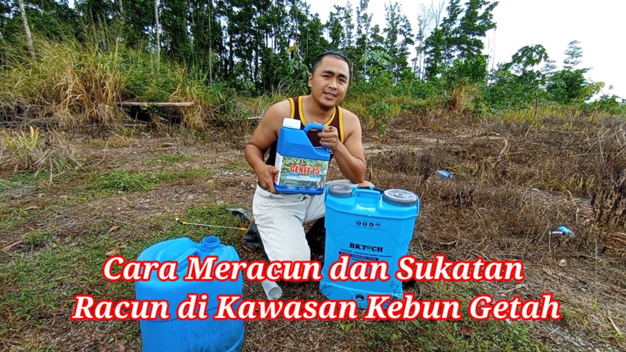 Cara Meracun Dan sukatan di kawasan kebun Getah - YouTube