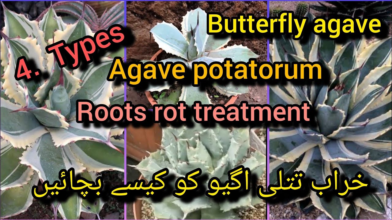 Agave roots rot treatment agave Potatorum or butterfly agave/ save rot ...